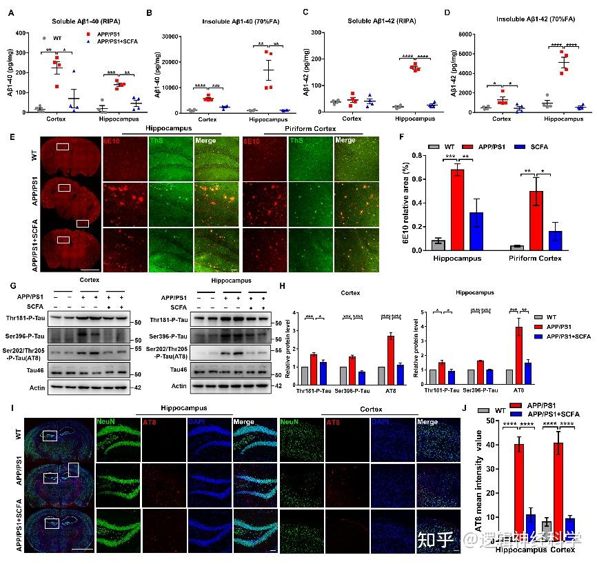 Redox Biol︱中科院施一/王军/王奇慧团队揭示短链脂肪酸促进星形胶质细胞-神经元代谢偶联缓解阿尔茨海默病 - 知乎