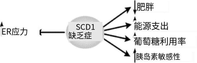 关于SCD1酶调节脂肪代谢的见解 - 知乎