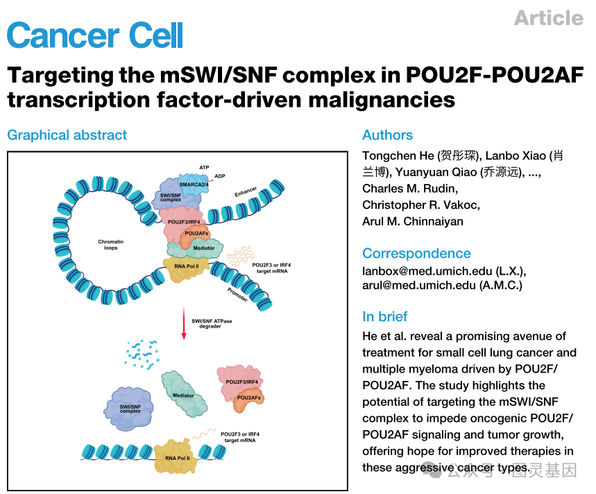 Cancer Cell ｜ 美国院士团队华人一作开发口服mSWI/SNF降解剂阻止肿瘤生长 - 知乎