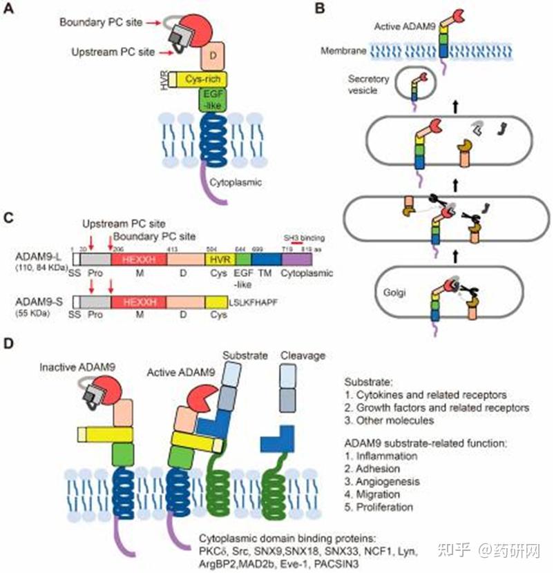 抗癌新靶标之ADAM9—ADC、单抗、小分子抑制剂研究 - 知乎