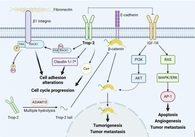 Trop2 ADC何以绝处逢生？与免疫疗法、小分子抑制剂、化疗等联用或成趋势 - 知乎