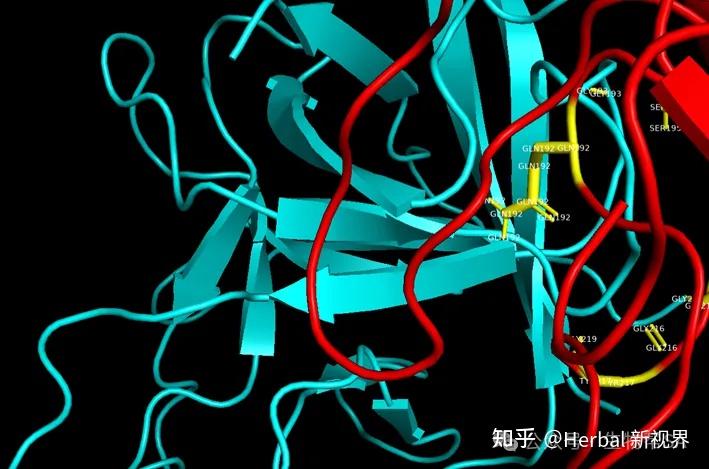 蛋白分子对接—ClusPro预测及PyMol可视化呈现 - 知乎