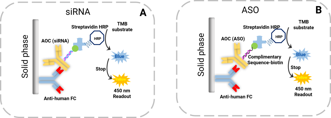 寡核苷酸偶联抗体（AOC）药物：靶向优势、药代动力学及生物分析策略 - 知乎