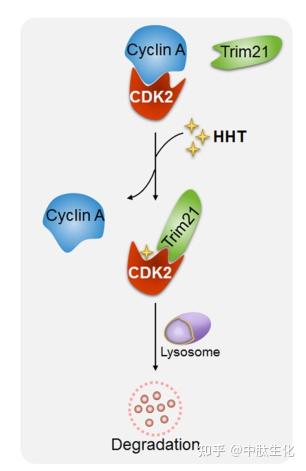 科学家揭示了CDK2蛋白的自噬降解机制为癌症治疗提供了一条潜在的途径 - 知乎