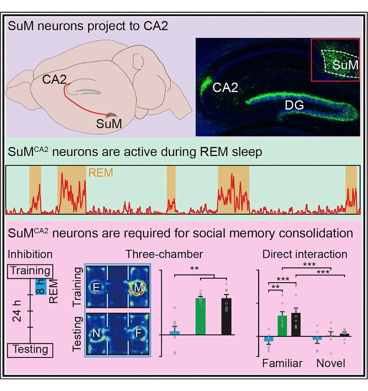 IF=18.688【客户文章】Neuron：陆军军医大学谌小维教授等团队揭示睡眠过程中巩固社交记忆的神经环路机制 - 知乎