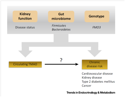 文献分享丨Trends Endocrinol Metab百家争鸣TMAO - 知乎