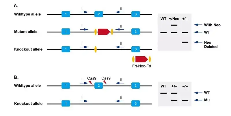 GENOTYPING 101 - 知乎