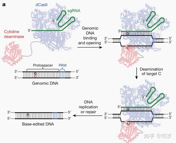 Nature Biotechnology|将腺嘌呤碱基编辑器（ABE）优化成具有低脱靶活性的小型高效胞嘧啶碱基编辑器（CBE） - 知乎