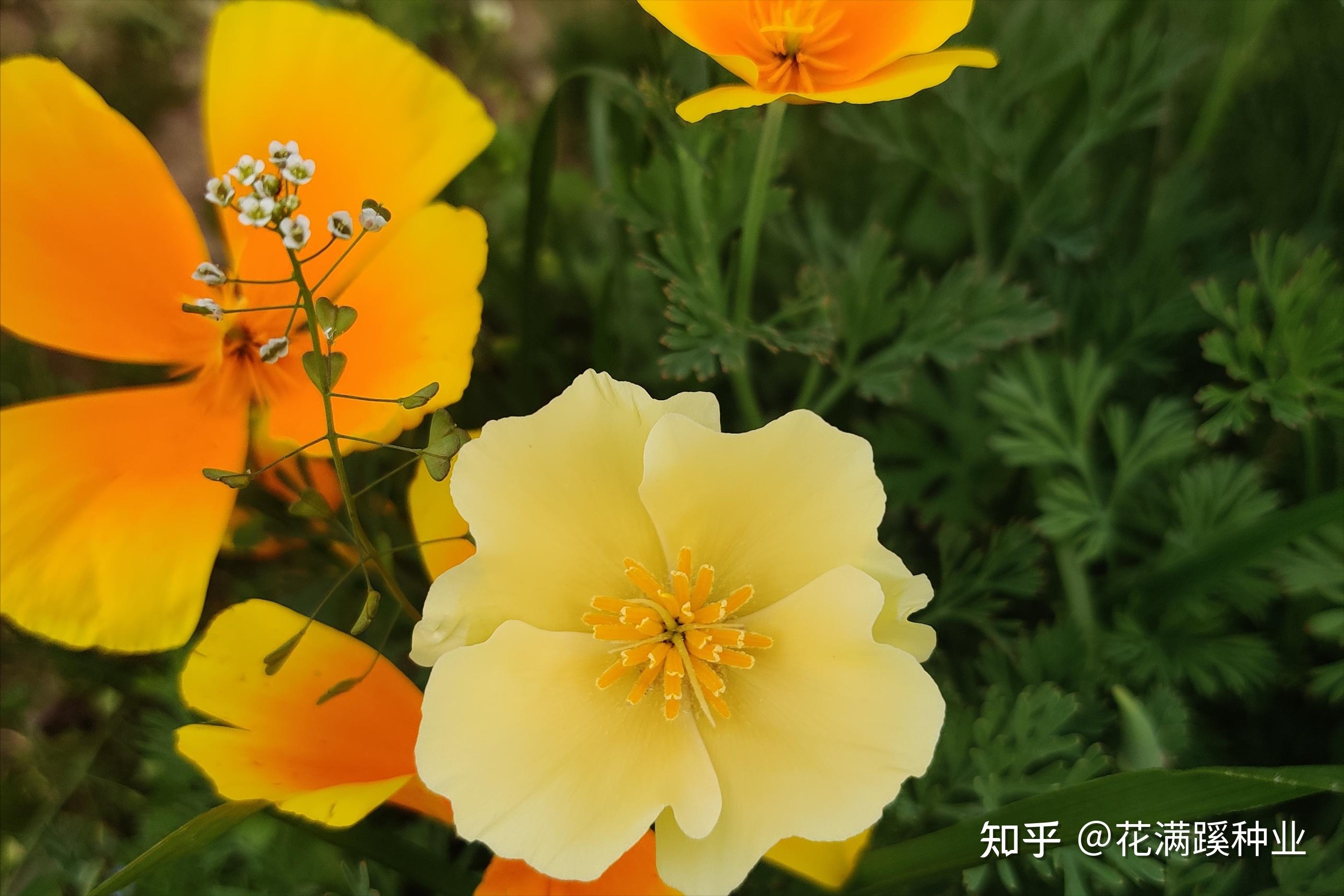 阳光沐浴下的花菱草,摇曳生姿,绚丽夺目 知乎