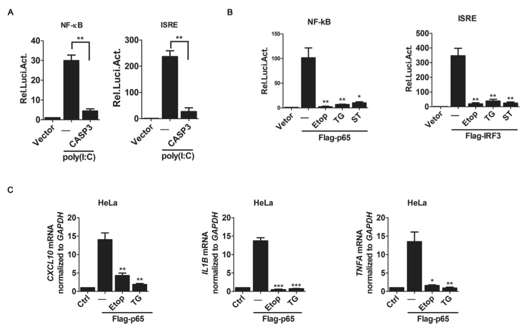 CDD丨caspase-3通过NF-kb抑制炎症 - 知乎