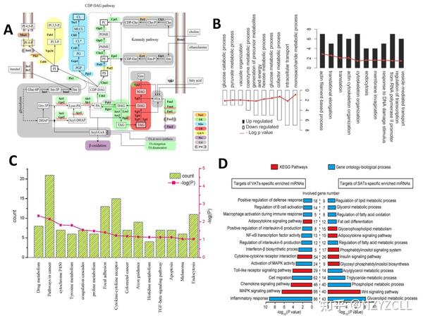 GO KEGG相关分析 - 知乎