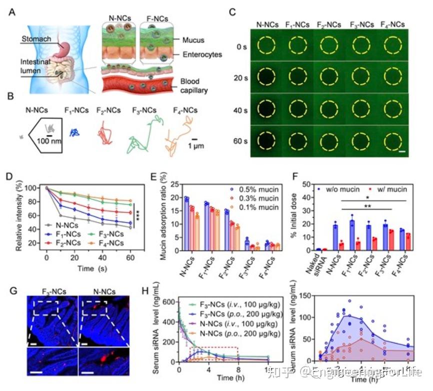 《Adv. Mater.》匠心独运！：口服siRNA纳米胶囊实现抗炎治疗 - 知乎