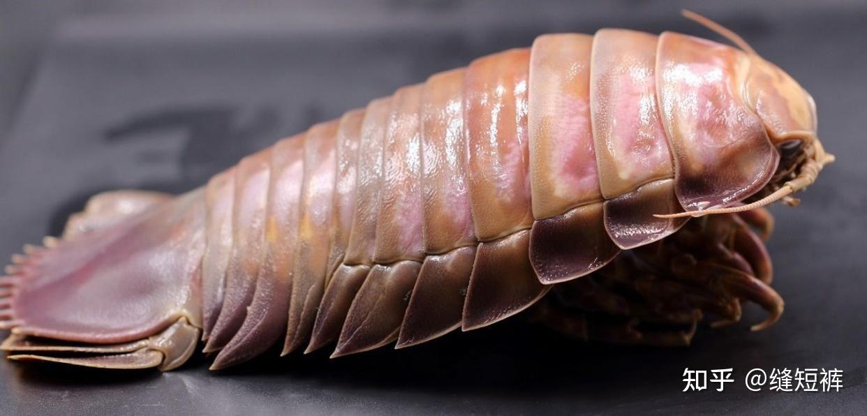 十大诡异奇特生物，仿佛外星物种，这些动物你认识几种？ - 知乎