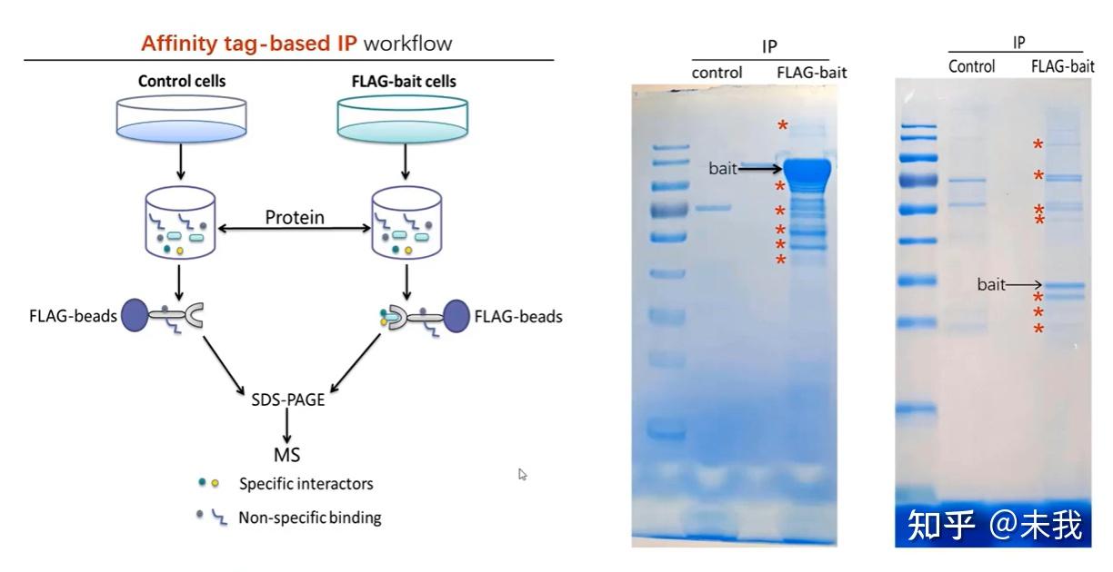 IP-MS(免疫沉淀-质谱分析) - 知乎