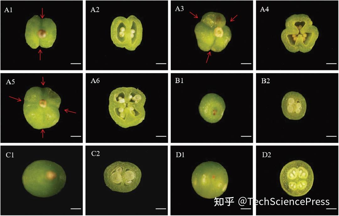【PHYTON编辑推荐】探索植物发育中的遗传奇迹丨TSP文章精选 - 知乎