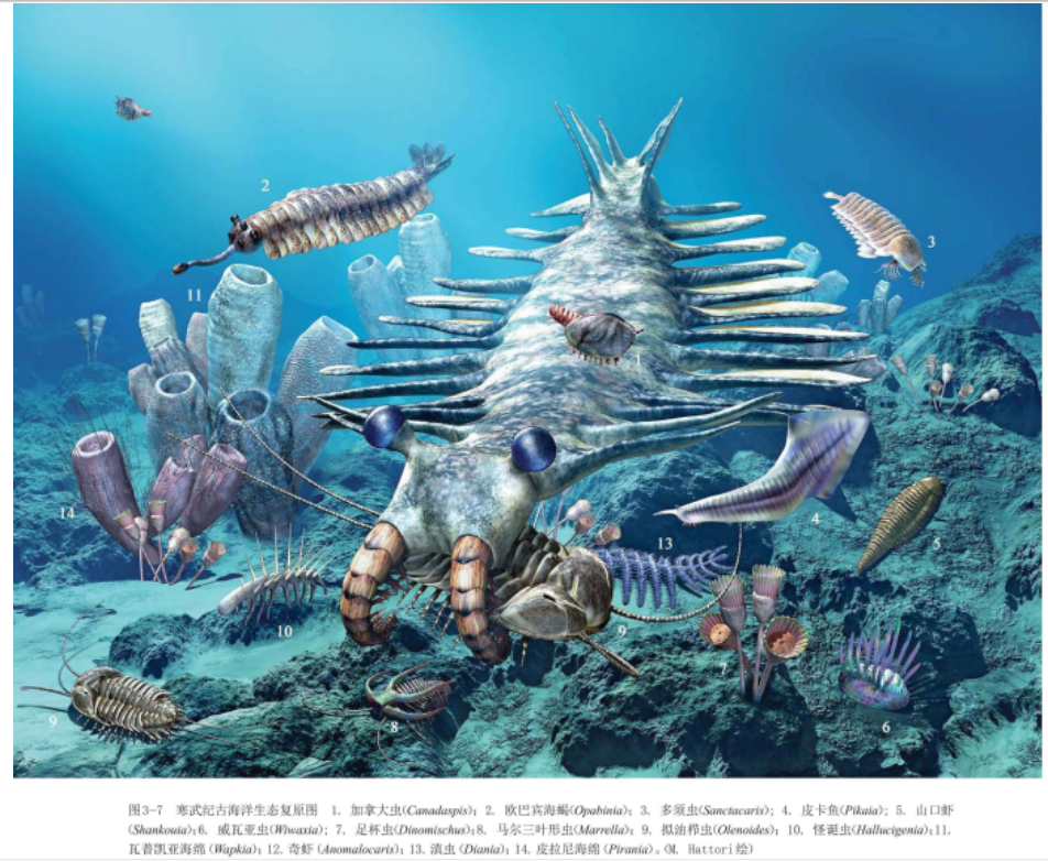 头足纲小传（28）寒海谜团：Nectocaris，内克虾/内耶克虫科 - 知乎