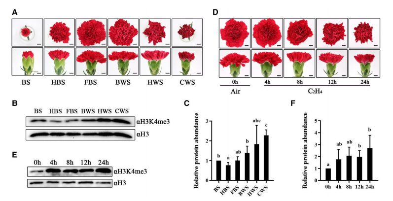 项目文章（ChIP-seq）|Plant Physiol组蛋白H3K4甲基转移酶DcATX1促进乙烯诱导康乃馨花瓣衰老 - 知乎