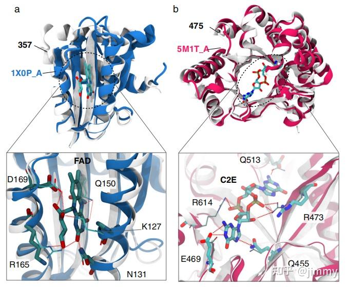 ProtGPT2 is a deep unsupervised language model for protein design论文笔记 - 知乎