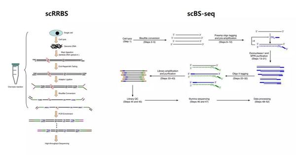 单细胞DNA甲基化,还可以这样应用？ - 知乎