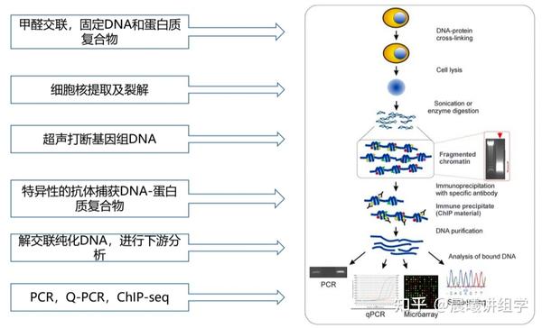 什么！？Cut&tag究竟是个怎样的技术？ - 知乎