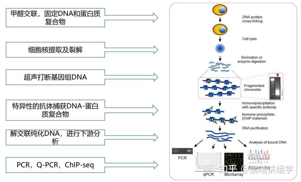 什么！？Cut&tag究竟是个怎样的技术？ - 知乎