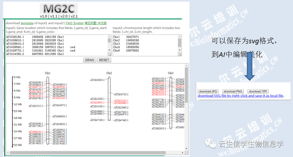 免费基因染色体位置图绘制工具MG2C - 知乎
