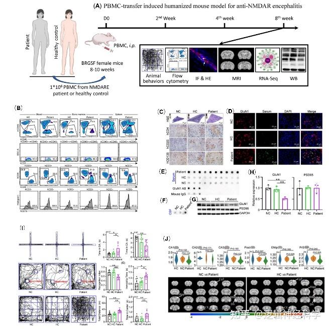 JNI︱邱伟/王杰/刘晓东团队合作首次构建人源化抗NMDAR脑炎模型并揭示发病机制及治疗靶点 - 知乎