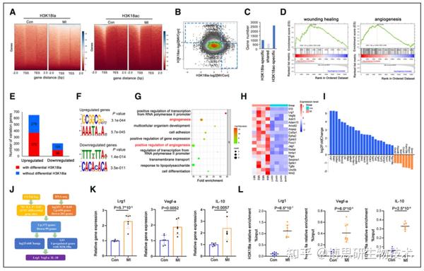 Circulation Research：组蛋白乳酸化促进心肌梗死后修复基因激活 - 知乎