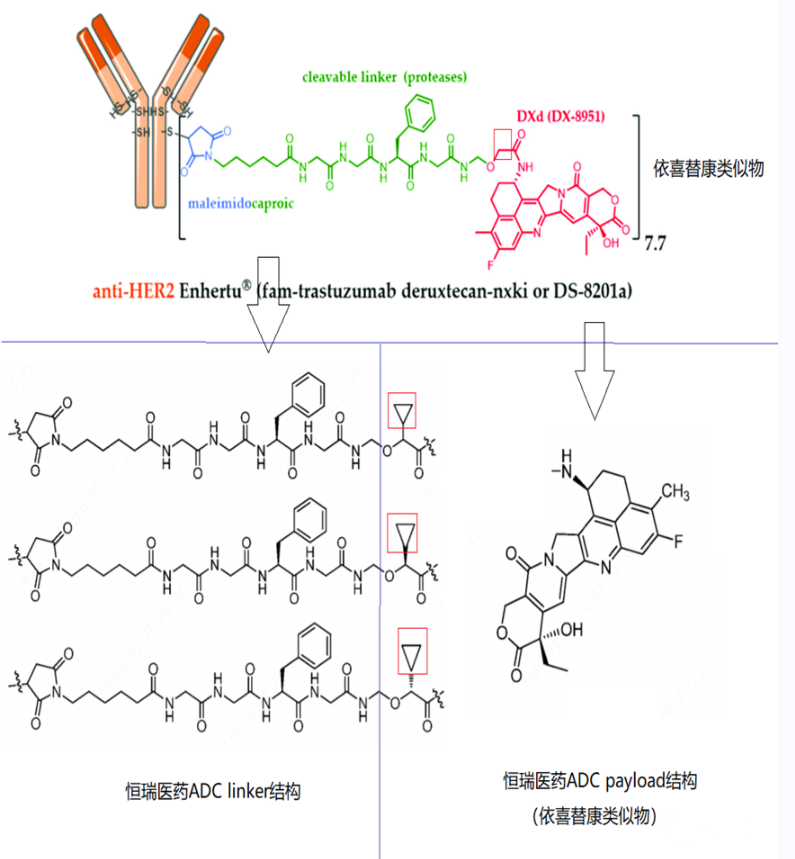 恒瑞终赶上ADC发展浪潮 - 知乎