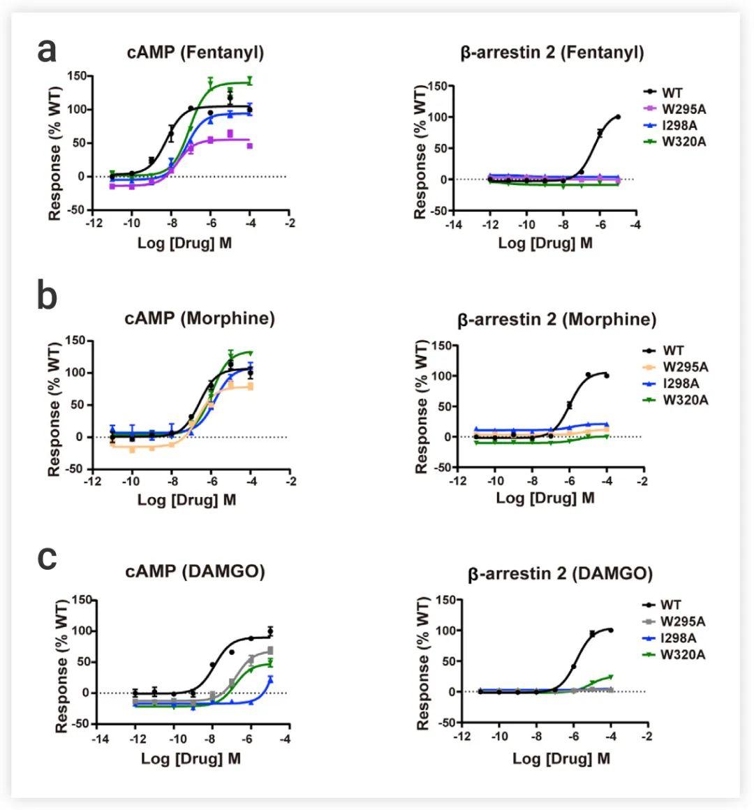 Cell 重磅 | 吗啡和芬太尼的变身！| MedChemExpress - 知乎