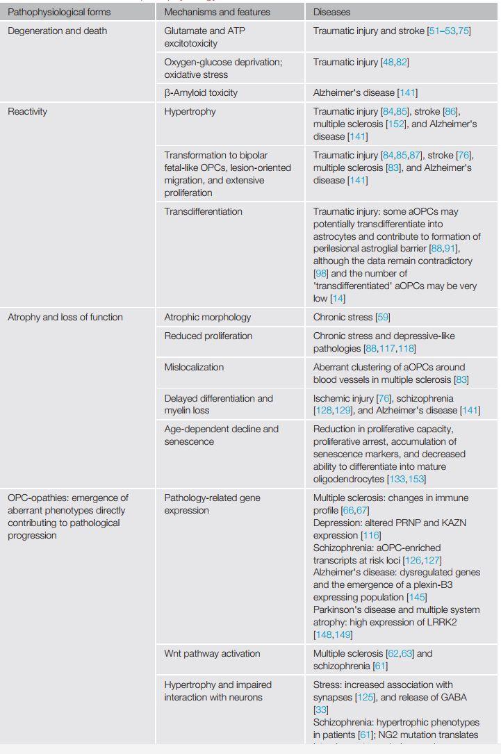 Trends in Neurosci：牛建钦易陈菊综述少突胶质细胞前体细胞潜能 - 知乎