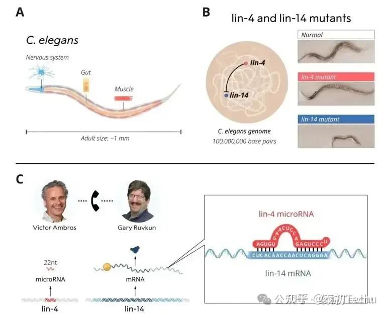 2024年诺贝尔生理学或医学奖 - 微小RNA（microRNA）及其在转录后基因调控中的关键作用 - 知乎