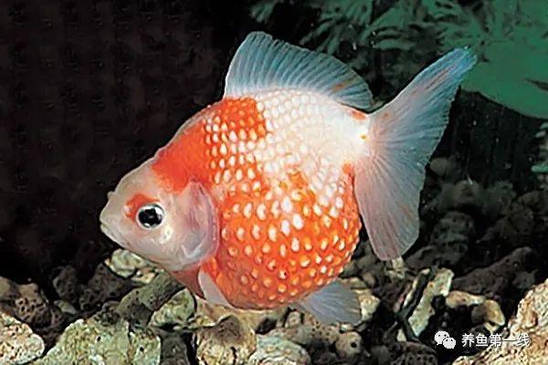 水生生物图文欣赏：金鱼赏阅(下)---文种金鱼64种 - 知乎