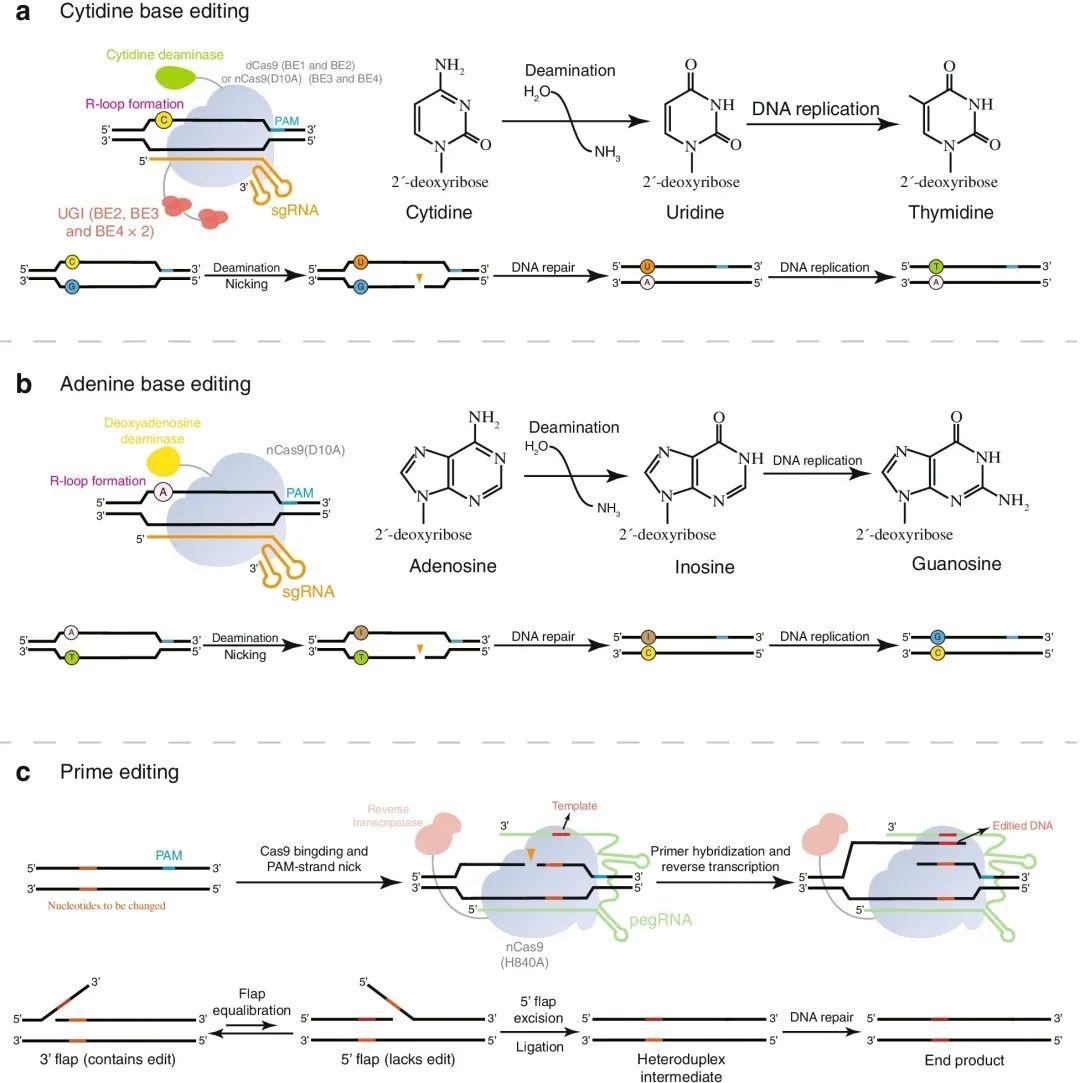 CRISPR/Cas9基因编辑技术的应用 - 知乎