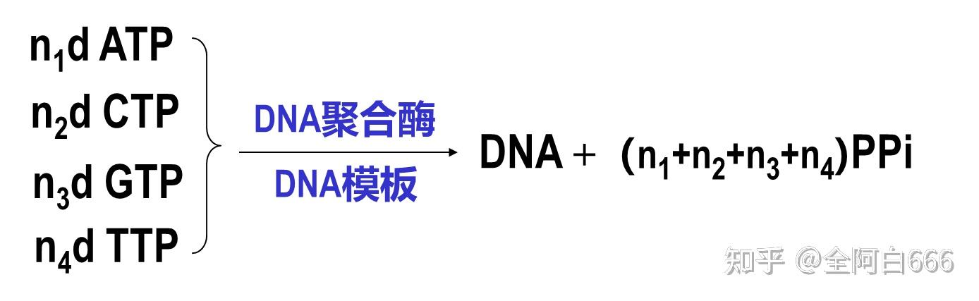 DNA的合成 - 知乎