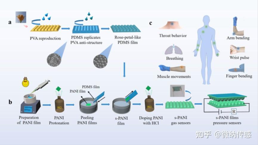 湖南农业大学刘碧桃/周智《CEJ》：具有仿生微结构的柔性PANI薄膜用于压力和氨气双功能传感 - 知乎
