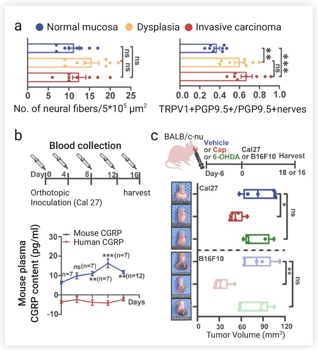 CGRP通过破坏mTOR-Raptor相互作用促进癌症进展 - MedChemExpress - 知乎