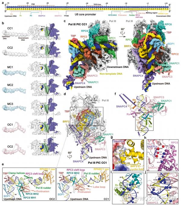 Cell Res | 复旦大学揭示了SNAPc结合的RNA聚合酶III起始前复合物的结构 - 知乎