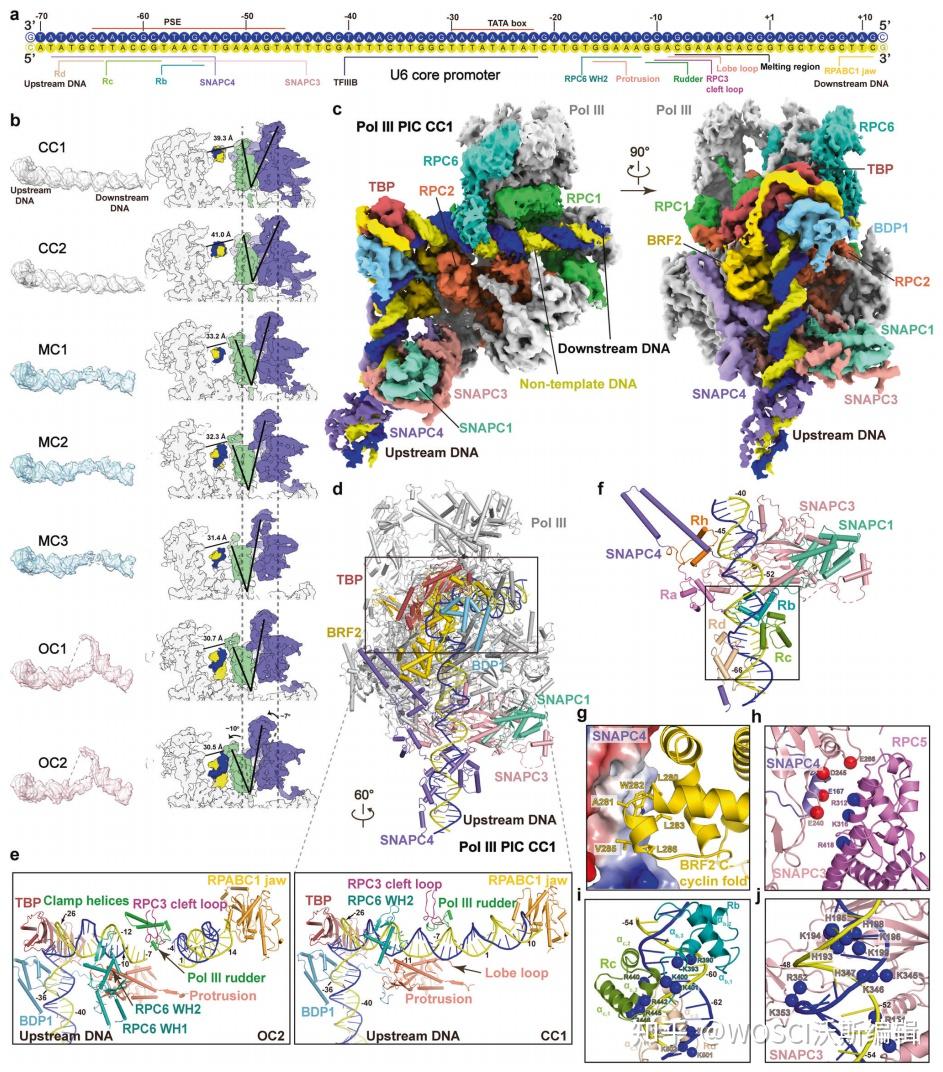 Cell Res | 复旦大学揭示了SNAPc结合的RNA聚合酶III起始前复合物的结构 - 知乎