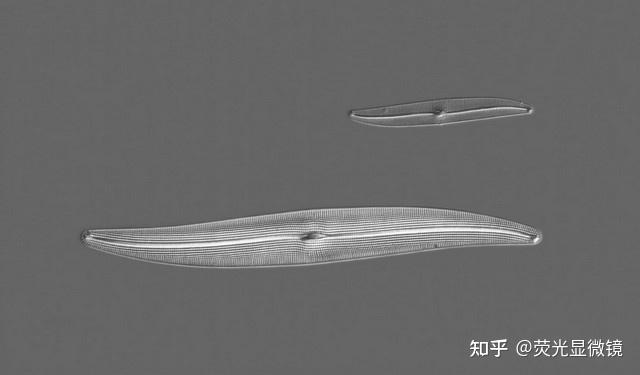 光学显微镜观察方式大盘点：DIC - 知乎