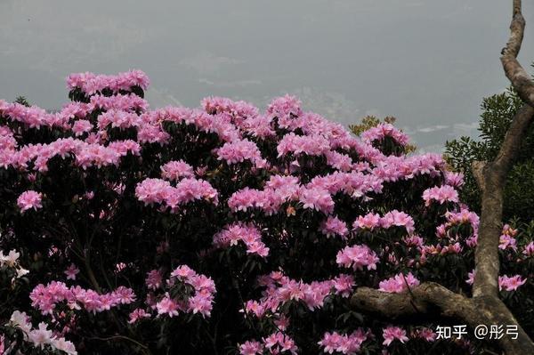 史上最全杜鹃花科普 - 知乎