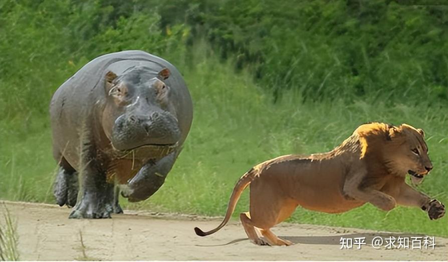 单挑狮子，拿鳄鱼练手，粪便也能致命，河马的真面目有多恐怖？ - 知乎