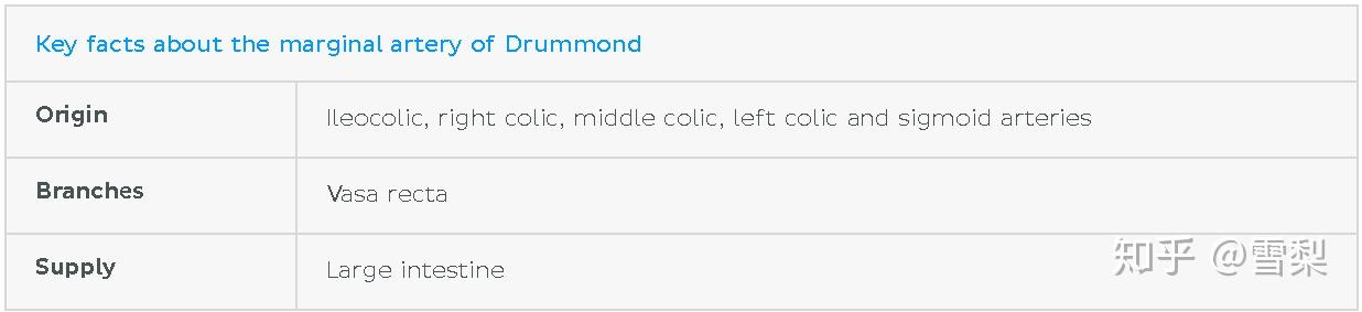 Marginal artery of Drummond - 知乎