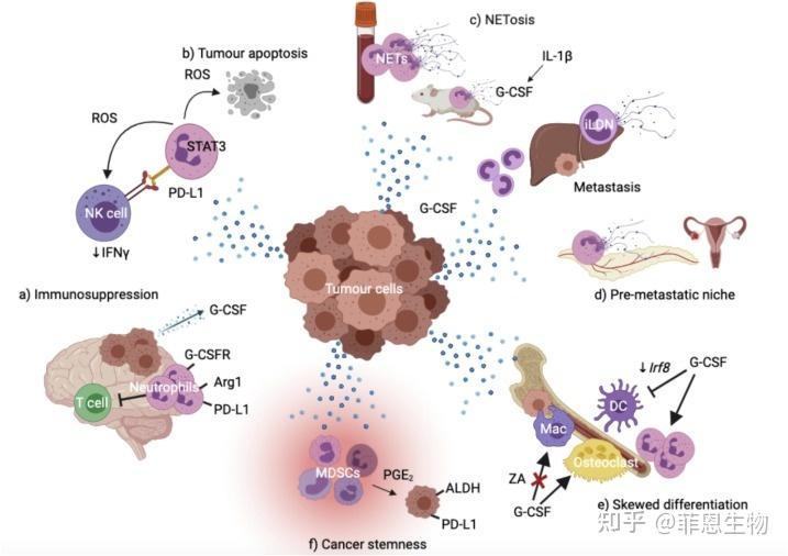 G-CSF生理功能及临床应用 - 知乎
