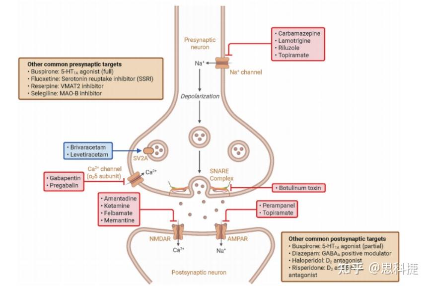 小分子课堂 -- Neuronal signaling - 知乎