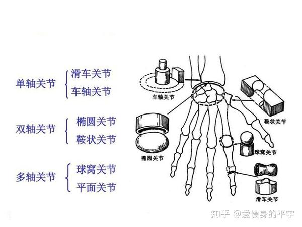 运动解剖学——关节 - 知乎