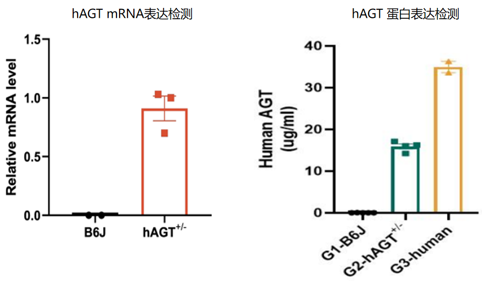 高血压研究必备工具之动物模型 - 知乎