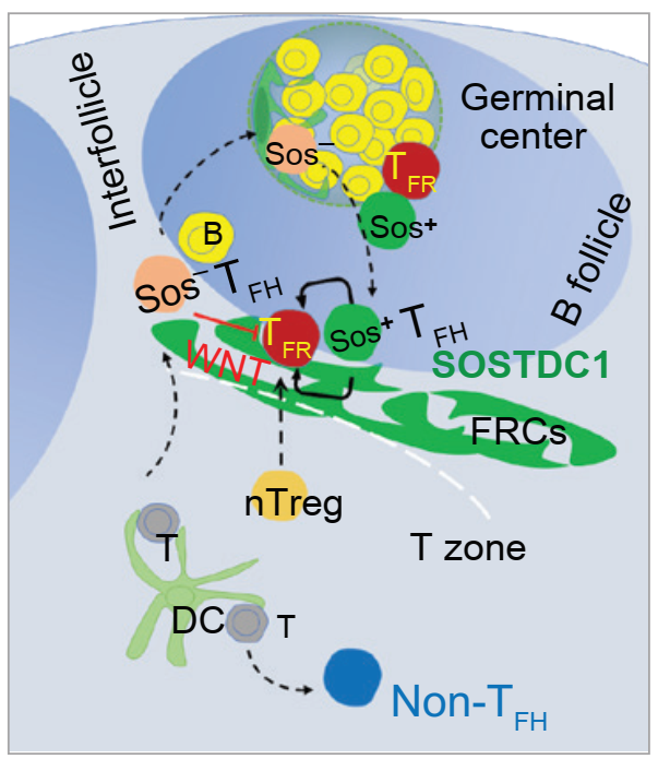 Science丨一类Tfh细胞通过分泌SOSTDC1-WNT拮抗剂，促进Tfr细胞分化 - 知乎