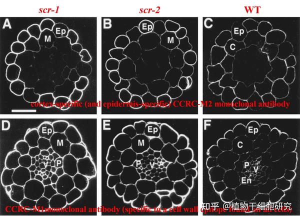 拟南芥根的发育---Radial patterning 1（SCR,SHR的发现和克隆） - 知乎