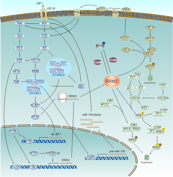 Genes Dis 综述︱淮北师范大学李奇璋/海军军医大学张磊/湖南科技学院沈玉平等评述RRM2在肿瘤发生发展中的作用及研究进展 - 知乎